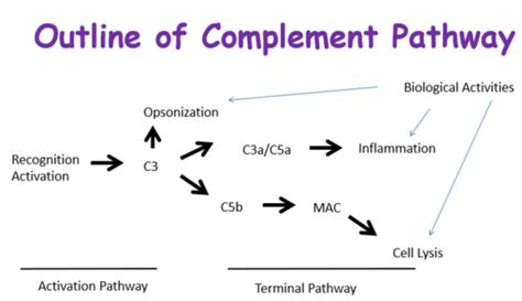 Complement System Innate Iii Flashcards Quizlet Complement System Innate Iii Flashcards Quizlet