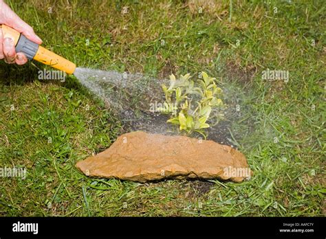 Woman Gardener Watering Small Tree Using Spray Head On Yellow Hosepipe Cotswolds UK Stock Photo