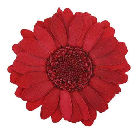Comprar Gerbera Mini Preservada Verdissimo