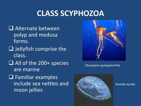 Ppt 3 Classes Of Cnidarians Powerpoint Presentation Id2378494 Ppt 3 Classes Of Cnidarians Powerpoint Presentation Id2378494