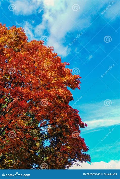 Tree With Orange Leaves Stock Image Image Of Deciduous 286565943