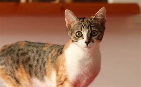 Spotted Tabby Pattern Estjoker