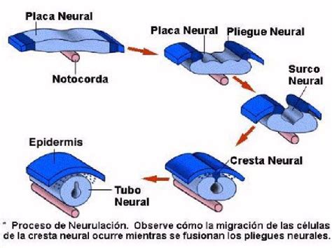 Trabajo Final De Morfofisiologia Embriologia Del Sistema Nervioso