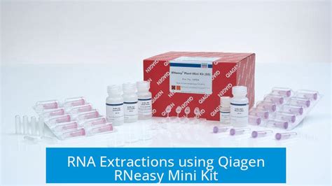 Rna Extractions With Qiagen Rneasy Mini Kit Key Steps And Common