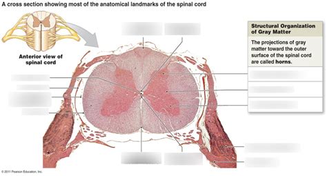 Spinal Cord Anatomy Diagram Quizlet Spinal Cord Anatomy Diagram Quizlet