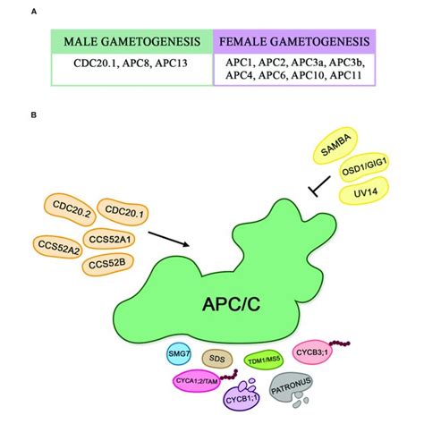 A The Described Apc C Subunits Associated To Female And Male