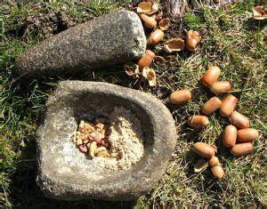 North American Indian Recipes Acorn Recipes And Facts