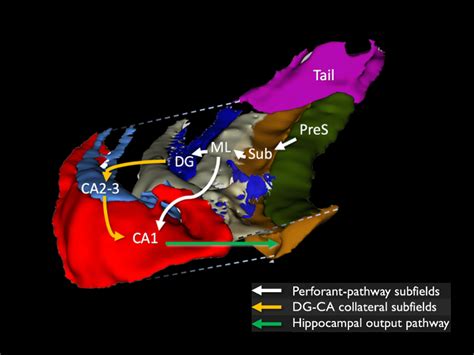 The Hippocampal Perforant Pathway The Hippocampal Afferent White Download Scientific Diagram