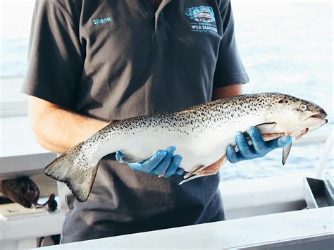 Tasmanian Wild Seafood Adventures Tour Discover Tasmania