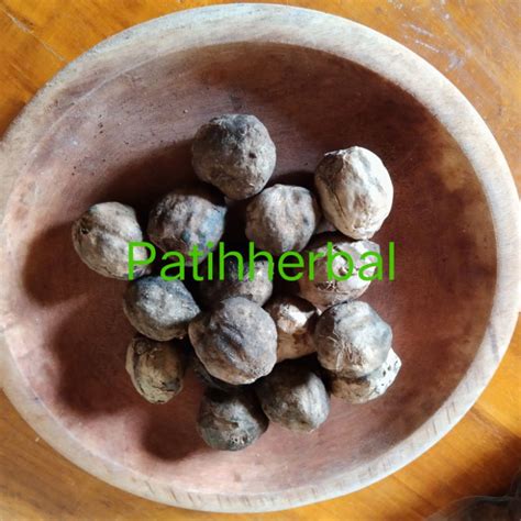 Jual Biji Buah Kemiribiji Buah Muncang Dengan Batoknya Per 55 Biji