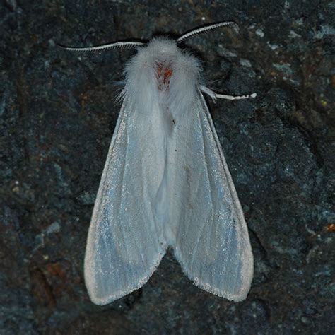 Fall Webworm Moth Hyphantria Cunea Bugguide Net