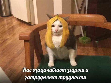 Кошка в банановой шляпе сидит в кресле