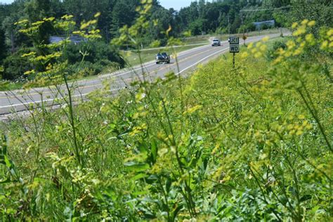 Toxic Wild Parsnip Invades Area