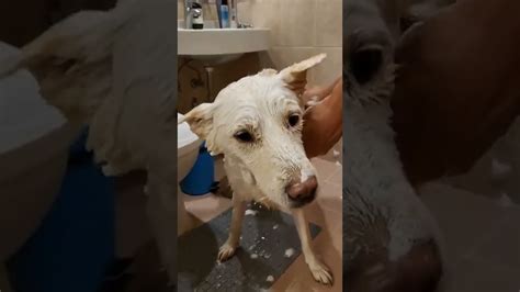 외출후 목욕씬ᆢㅋㅋ Youtube