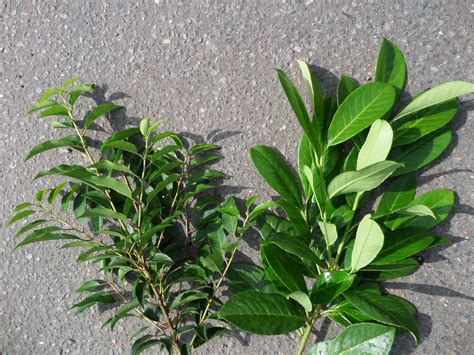 What Are The Different Types Of Laurel Bushes Mathias Nurseries