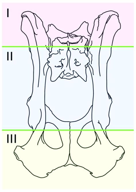 Segments Into Which The Pelvis Can Be Divided According To The Proposed
