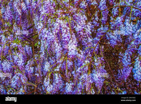 Wisteria Wisteria Sp Along A Fence In A Neighborhood In Spring Texas Wisteria Is A Genus Of