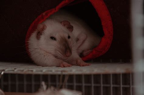 Do Pet Rats Hibernate Do Pet Rats Hibernate