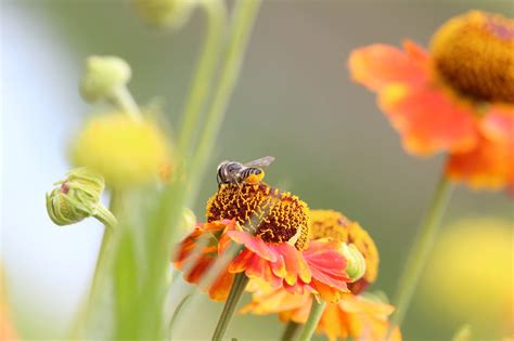 Project Integrated Crop Pollination Project Icp Partner Neal Williams Presented On His