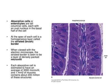 Ppt Gi Histology 2 Powerpoint Presentation Free Download Id9663077