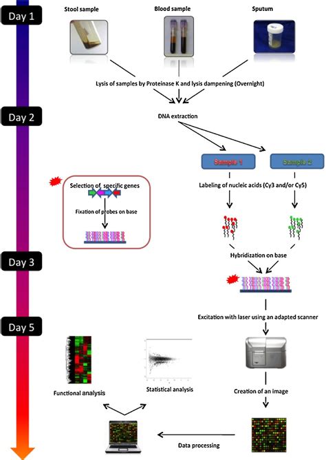 Figure 2 From Dna Microarrays For The Diagnosis Of Infectious Diseases Semantic Scholar