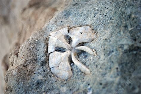 Evolutionary Science Background Images Hd Pictures And Wallpaper For Free Download Pngtree