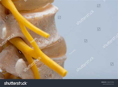 Neural Foramen Images Stock Photos D Objects Vectors Shutterstock
