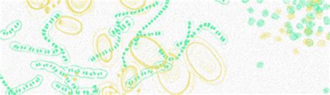 How To Give Life To Your Microbiome Data Using Plotly R Artofit
