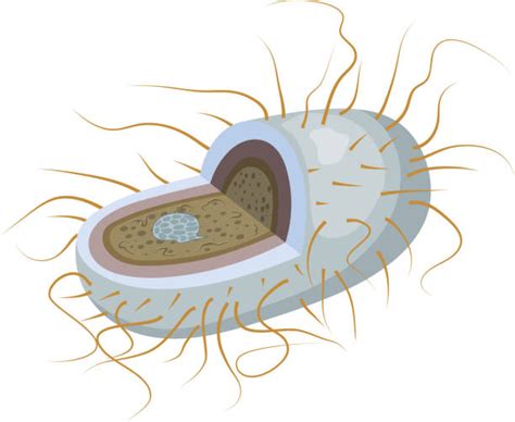 Lysosome Illustrations Royalty Free Vector Graphics And Clip Art Istock