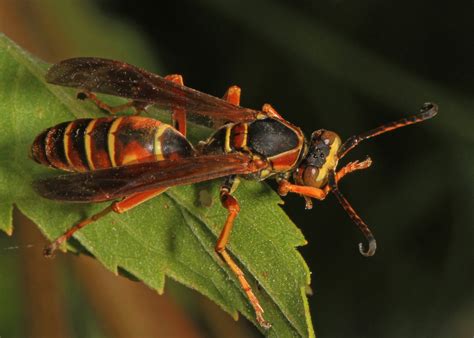 40 Types Of Wasps Pictures And Identification