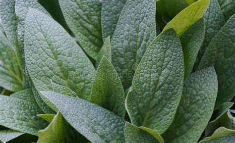 A Large Densely Growing Plant With Large Leaves Stock Image Image Of