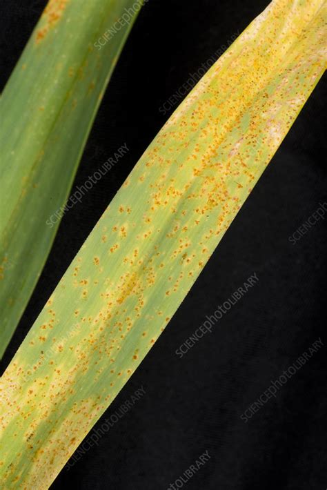 Leek Rust Stock Image C0437134 Science Photo Library