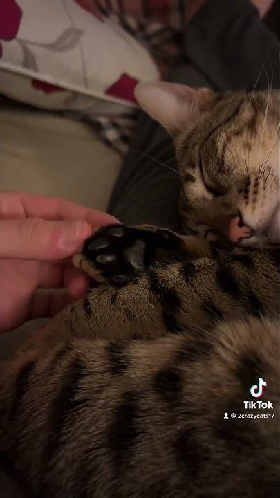 Toebeans Youtube
