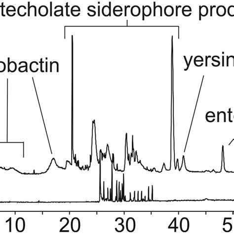lc ms metabolite profiling reveals differential product formation based
