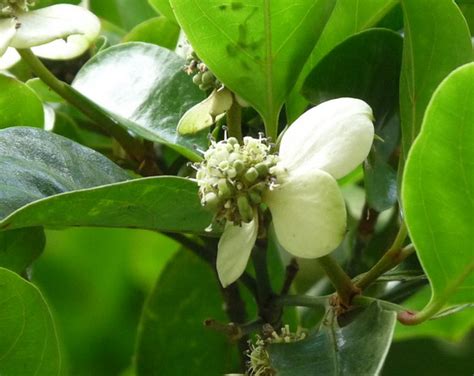 Dendrobenthamia Hongkongensis