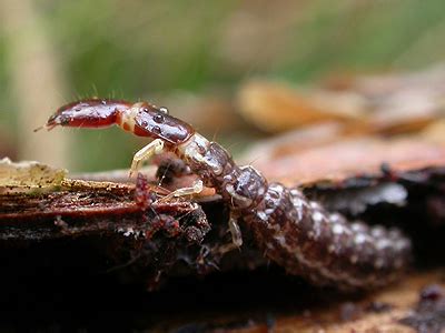 Snake Flies In Nottinghamshire