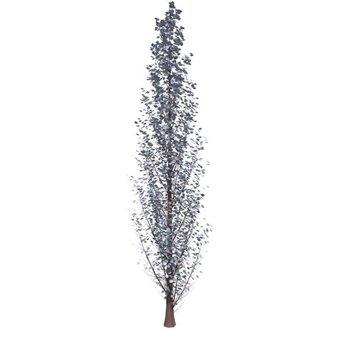 Free Tree Isolated On Transparent PNG With Transparent Background