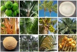 13 Different Types Of Coconut Trees Identifying Features