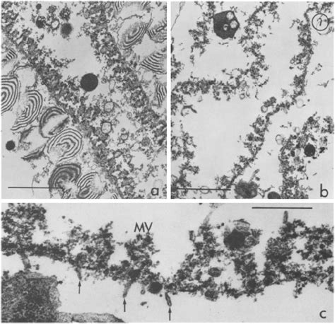 Effects Of Ca On The Isolated Unfertilized Cortex A Portions Of Download Scientific