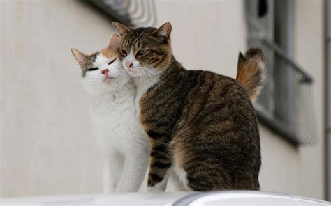 Sex Of Cats Everything Caring Owners Need To Know Vog Dog