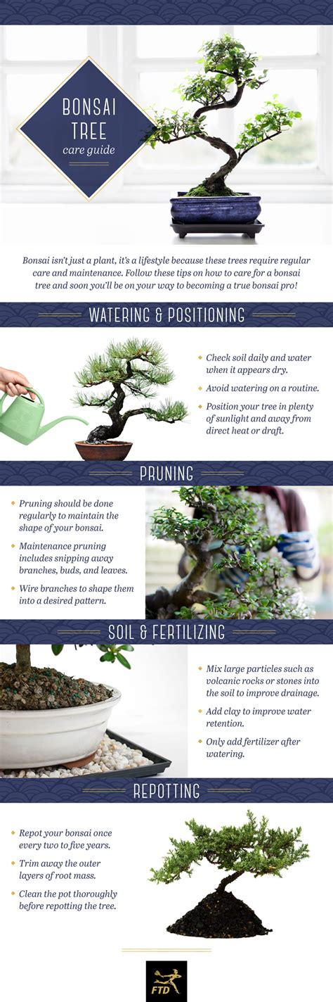 Essential Bonsai Care Tips A Practical Guide To Thriving Miniature