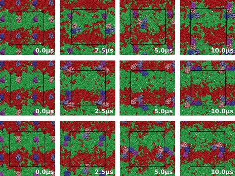 Anchor Driven Partitioning Of Ras Proteins Into Membrane Domains Top