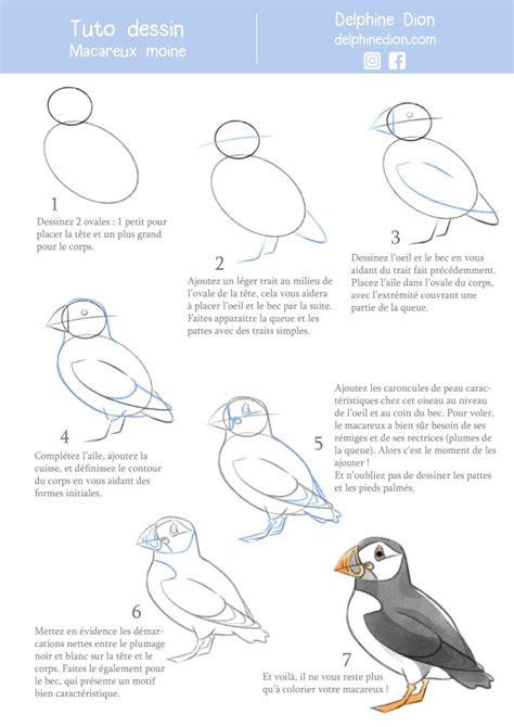 Tuto Dessin Macareux Moine Delphine Dion