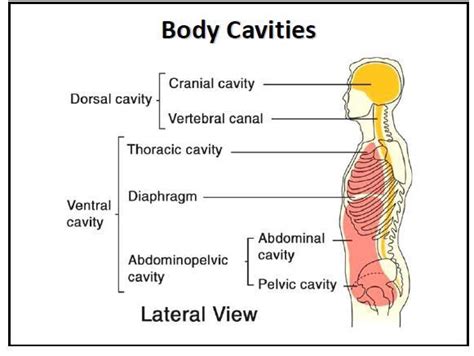 Body Cavities And Organs