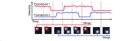 Localization Merging In The Shown Example Two Fluorophores Are Download Scientific Diagram