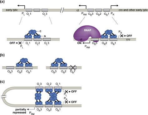 Figure 1 From The Bacteriophage Lambda Ci Protein Finds An Asymmetric Solution Semantic Scholar