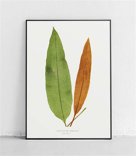 Acrostichum Brevipes Ferns Poster Poster Polytechnic