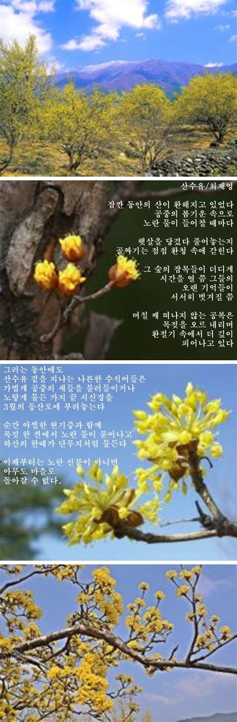 산수유최재영