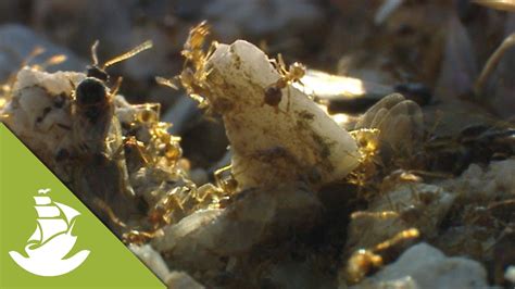 Ants Explosion Youtube