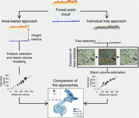 Cibele Hummel Do Amaral On Linkedin Estimating Stem Volume In